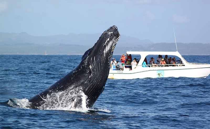 Medio Ambiente anuncia temporada de observación de ballenas 2023 - Dominicano Ahora